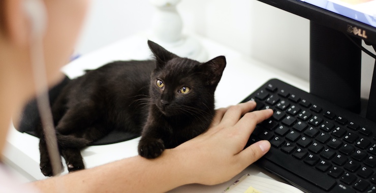 Cat Sitter Profile 101 Writing A Professional Engaging And Unique Sitter Introduction For 