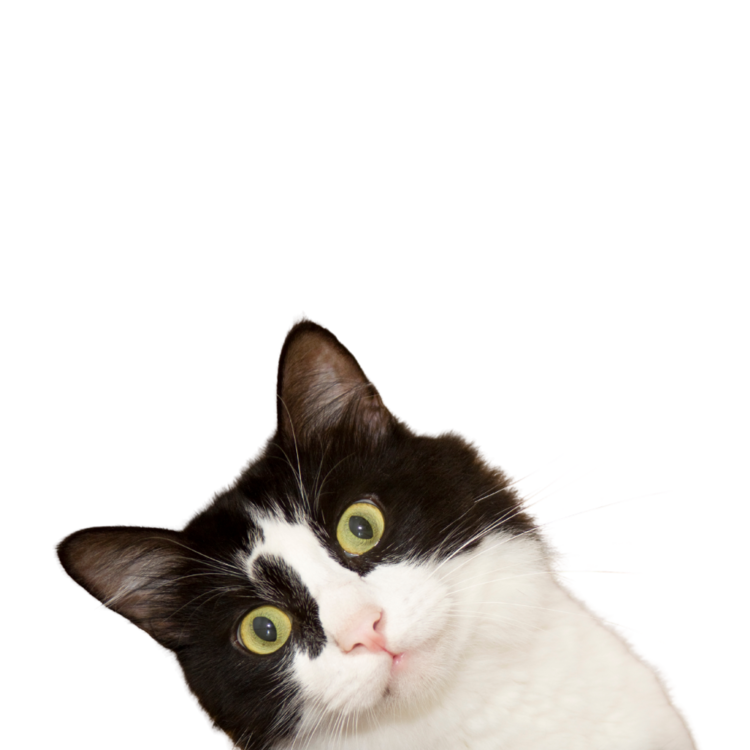 Your Cat's New Best Friend | Cat Sitter in Minneapolis, MN | Meowtel